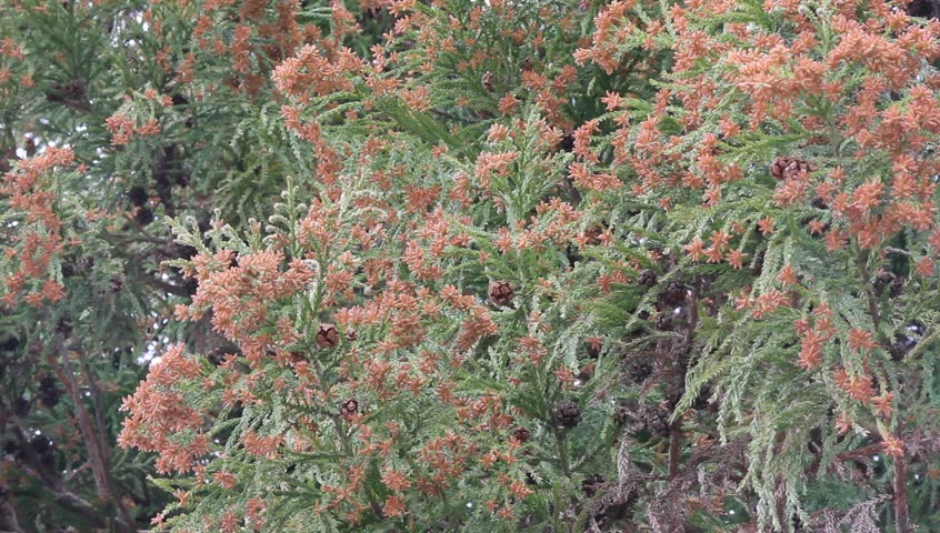 Cedar Tree, Cedar Pollen Stock Footage Video (100% Royalty-free ...