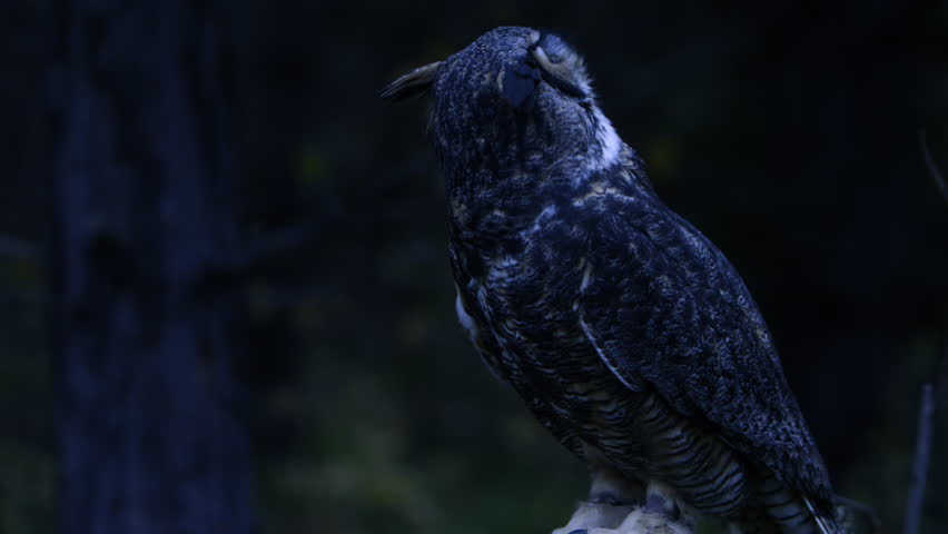 Great Horned Owl Night Time Predator Stock Footage Video 20941120 ...