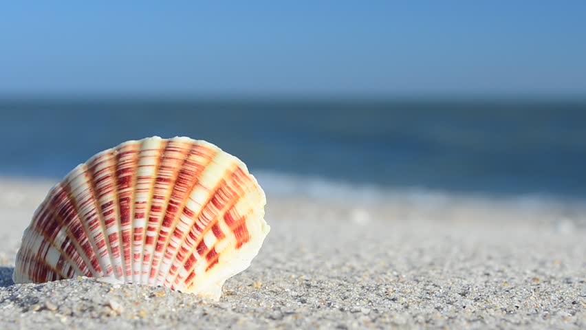 Muschel Perle Stock Footage Video | Shutterstock