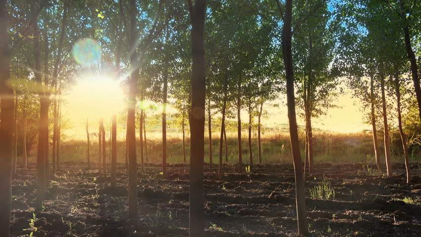 Stock video of beautiful spring morning in the forest | 21245005 ...