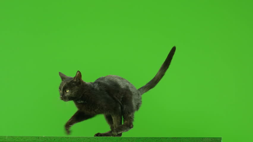 Black Cat Jumping On Green Arkivvideomateriale (100 % royalty-fritt ...