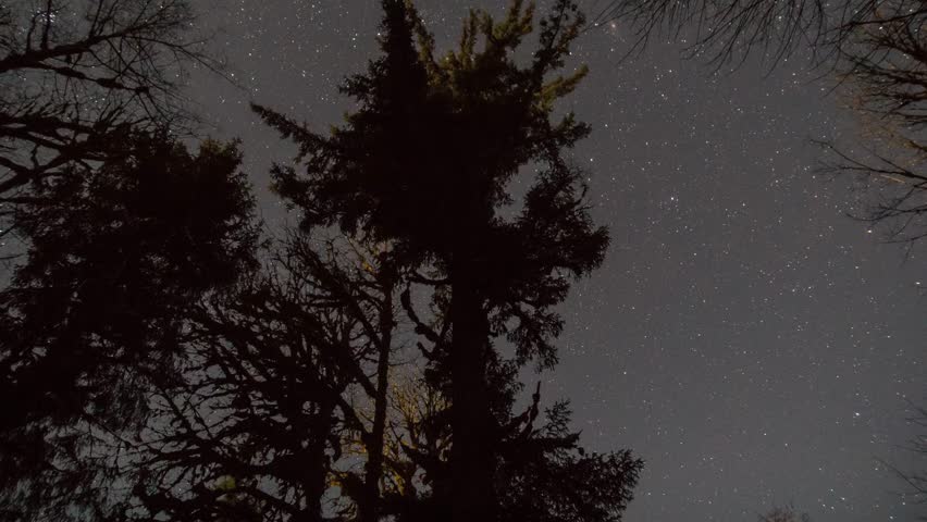 Sky Star Forest Tree Time Lapse. Trees In The Forest Open Up To Reveal ...
