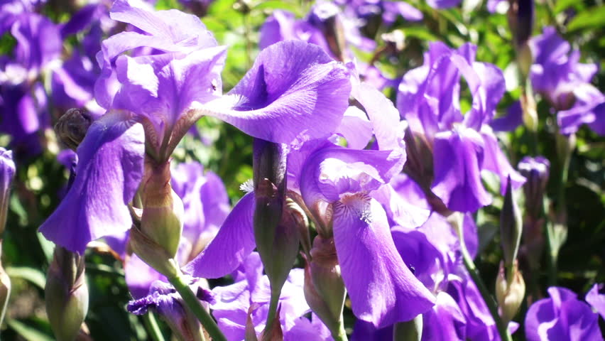 Lovely Bright Metamorphosis In Water. Cuttlefish Ink Splatter. Obemnye ...