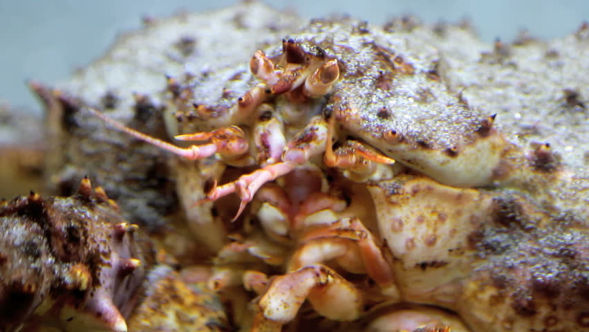 Stock video of king crab mouth | 2178205 | Shutterstock