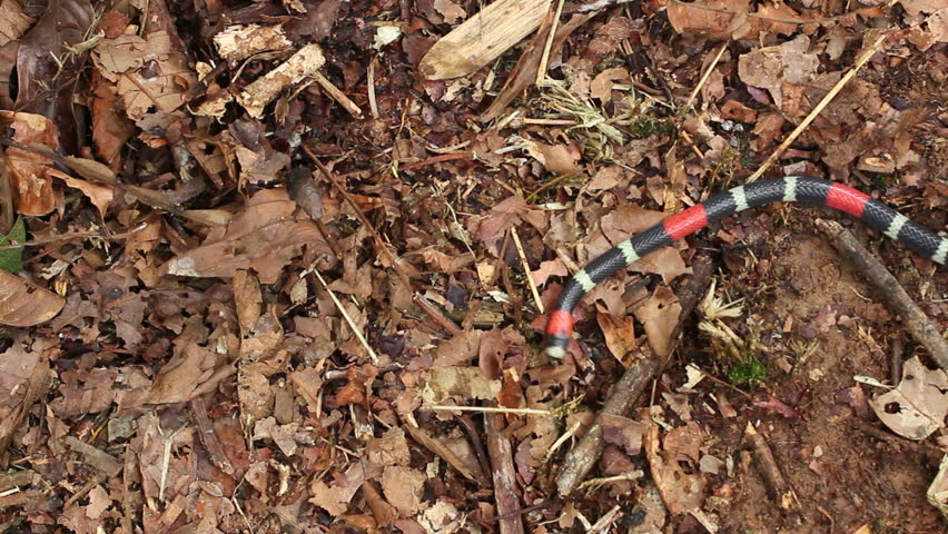 Brazilian Coral Snake (Micrurus Altirostris) Stockvideos & Filmmaterial ...