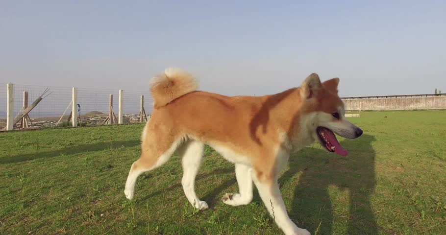 A Red Akita Inu Walking Stock Footage Video (100% Royalty-free ...