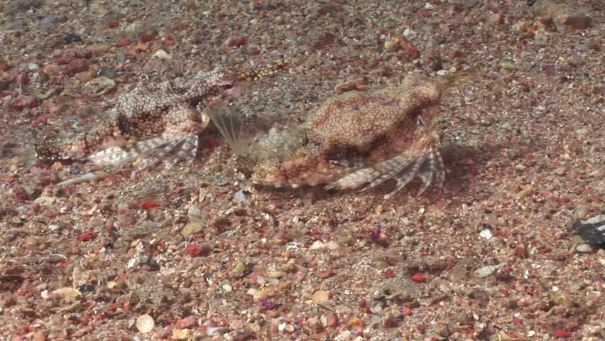 Short Dragonfish (eurypegasus Draconis) Underwater Stock Footage Video ...