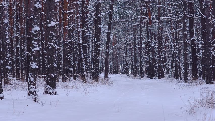 FIRST PERSON VIEW CLOSE UP: Unrecognizable Snowboarder Riding Fresh ...