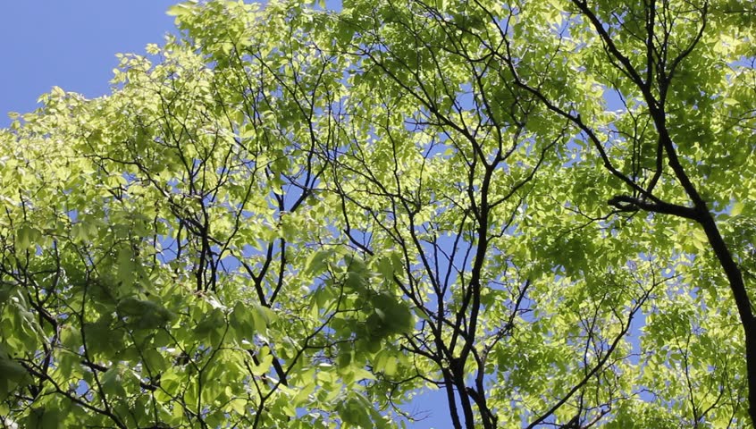 Strong Wind Blowing Trees 4k Youtube