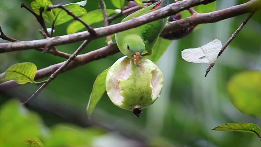 Bird Eating Fruit Stock Footage Video 6634553 | Shutterstock
