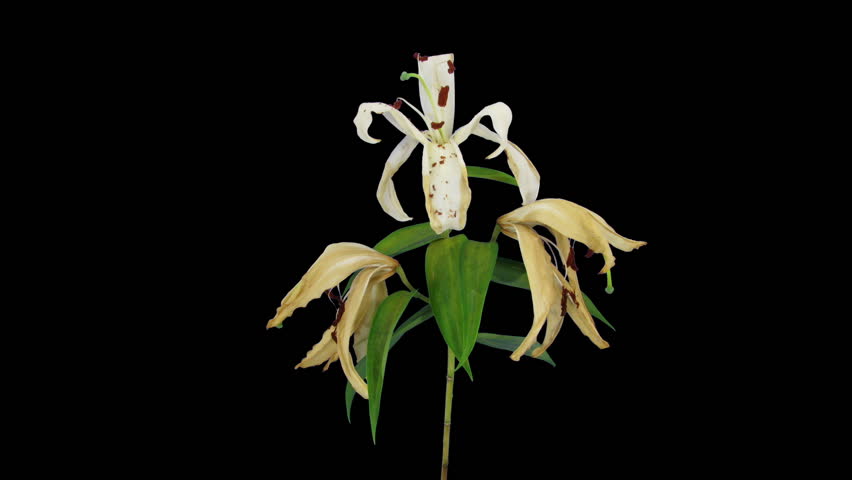 Time Lapse Sequence Of White Lily Withering Dying On Black Background ...