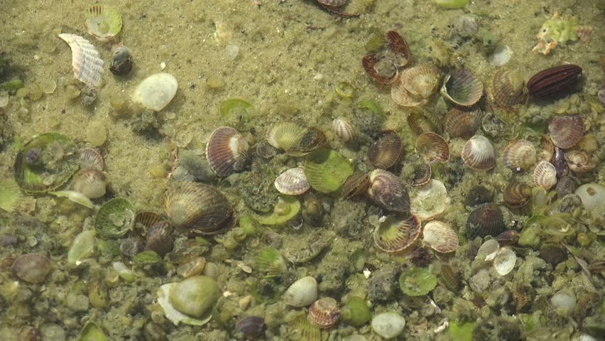 Bivalves and Gastropods Molluscan Seashells Stock Footage Video (100% ...