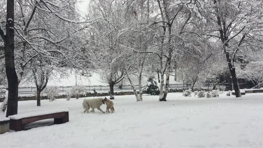 Stream Cold Ground (2017) online with subtitles FULLHD 16:9 - truexfil