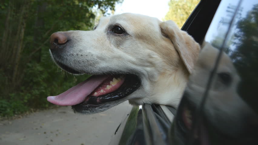 Dog Breed Labrador Or Golden Retriever Looking Into A Car Window ...