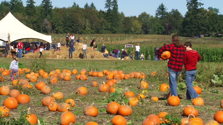 Stock video of family in pumpkin patch on sunny | 2325035 | Shutterstock