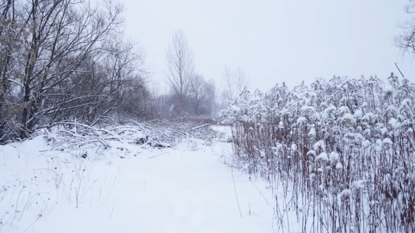 Winter Landscape with Snowing Weather Stock Footage Video (100% Royalty ...