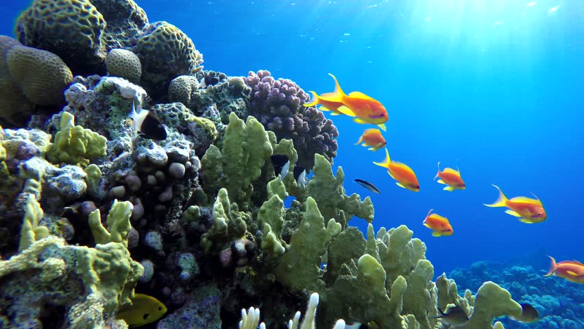 Coral Reef, Tropical Fish. Warm Ocean And Clear Water. Underwater World ...