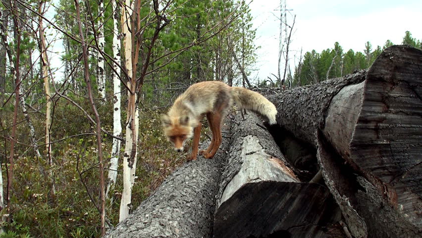 A Red Fox image - Free stock photo - Public Domain photo - CC0 Images