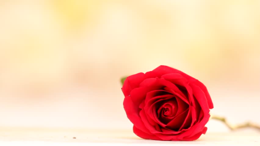 Stock video of close up roses, male hand put | 23359735 | Shutterstock