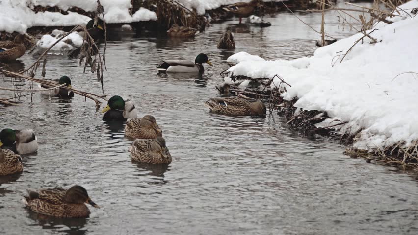 Coatimundis, Raccoon-like Animals With Long Snouts And Tails, Forage ...