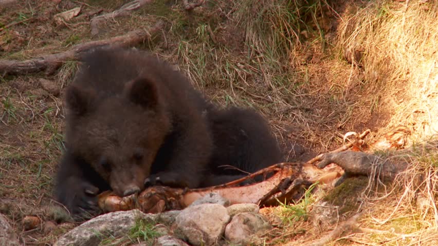 Python Eats Rat In Swamp Stock Footage Video 1392562 | Shutterstock