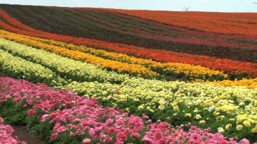 Stock Video Clip of Flower beds with Rows of buttercup flowers ...