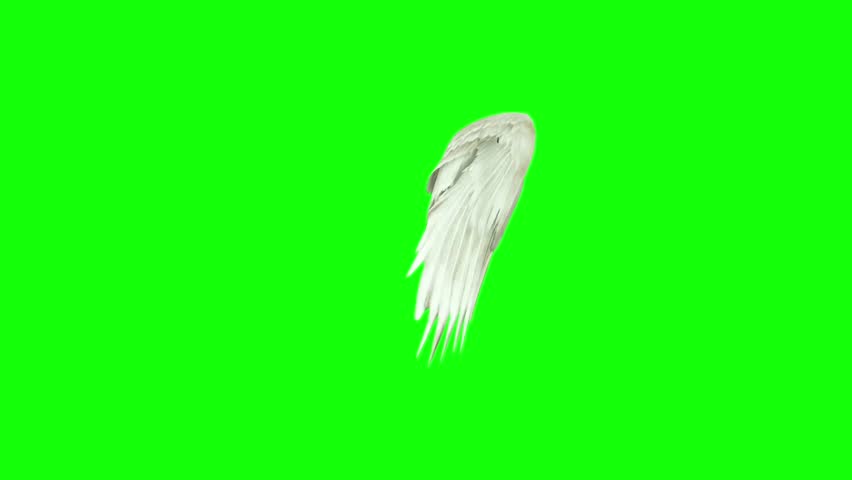 Pair Of Bird / Angel Wings Flapping On A Green Screen For Chroma Key ...