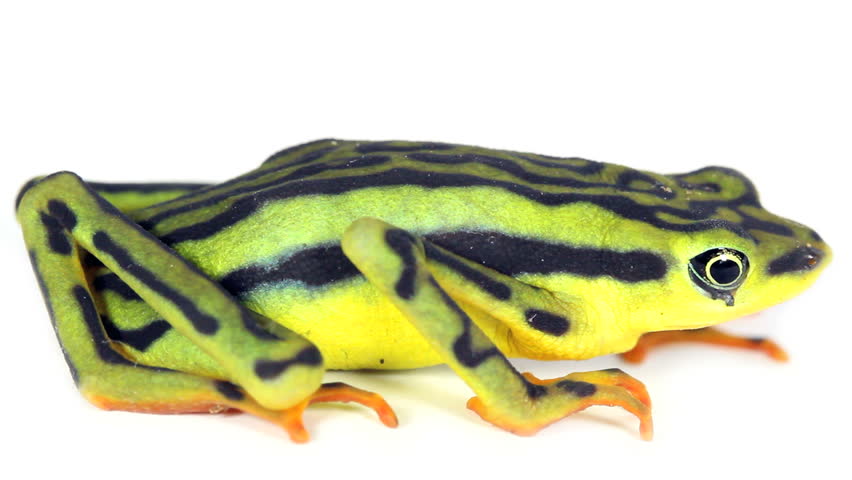 Elegant Stubfoot Toad (Atelopus Elegans). From Western Ecuador. Listed ...