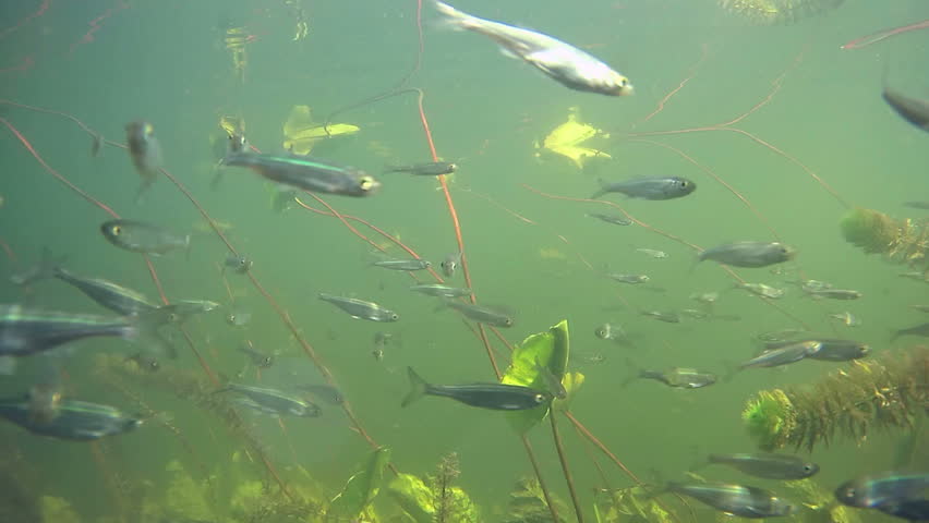 Small River Fishes Swimming Between Weed In Fresh Clean Water Under ...