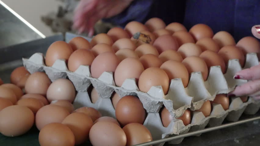 Eggs Grading By Weight and Stock Footage Video (100% Royalty-free ...