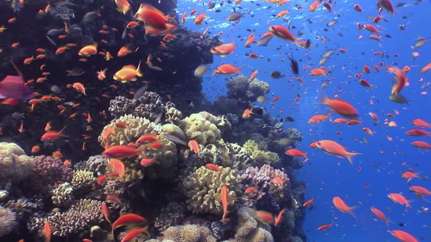 Stock video of school of fish on background underwater | 24314615 ...