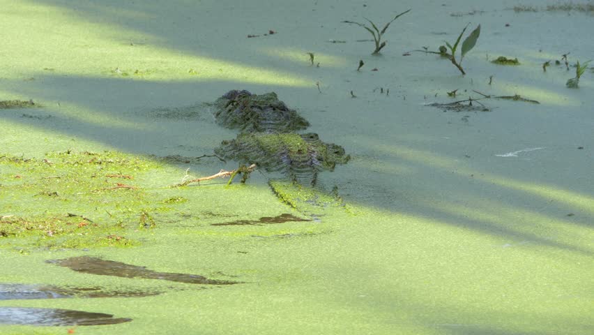 Stock Video Clip of Alligator Swimming Through Swamp, 4K | Shutterstock