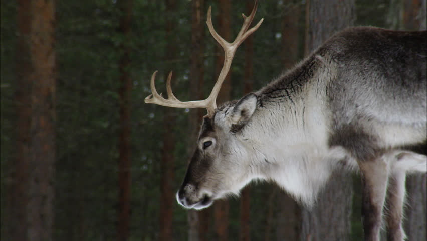 Closeup Animation Of Reindeer - Two Year Old White Tailed Buck On Green ...