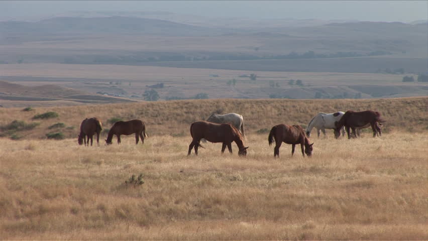Land Use Western Region Summer Cattle Cow Cows Range Rangeland Great ...