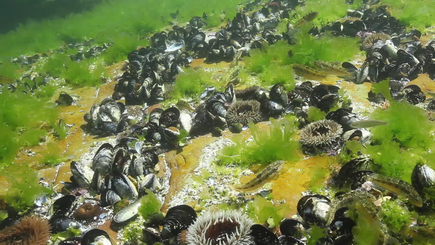 Ornate Green Klipfish Swimming Among Algae And Mussels In A Rock Pool ...