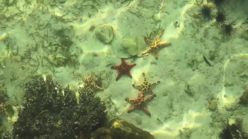 Stock Video Clip of Static top view of underwater corals and | Shutterstock