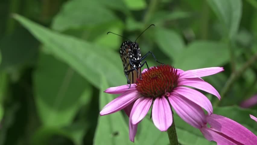 Honeybee And Butterfly Small Tortoiseshell ( Aglais Urticae, Nymphalis ...