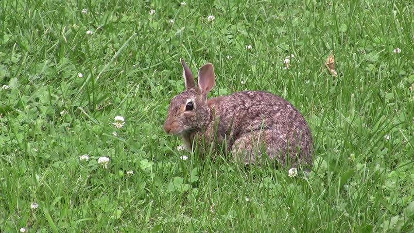 Wild Rabbit Eating Grass and Stock Footage Video (100% Royalty-free ...