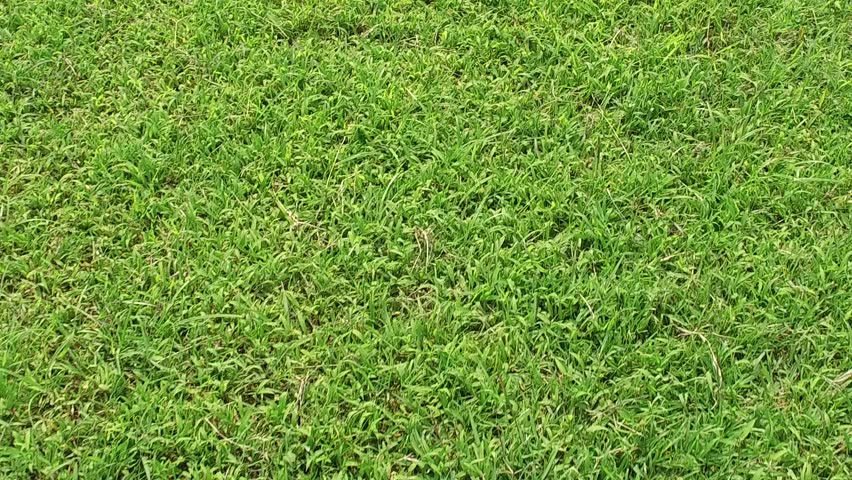 Pan And Zoom Camera - Green Grass Against White Background Stock ...