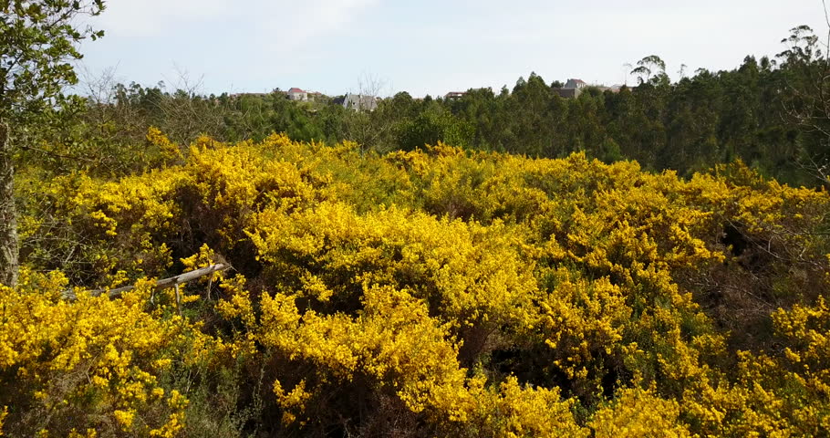 Yellow Wildflowers Explode Across Arizona Hillsides In Spring ...
