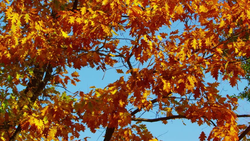 1035 Fall Trees Falling Leaves And Rainbow Storm Stock Footage Video ...