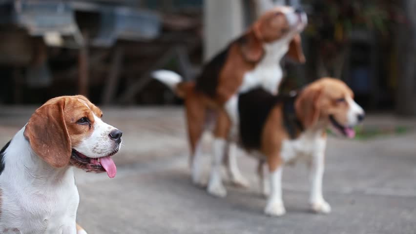 Dogs Mating Stock Footage Video | Shutterstock