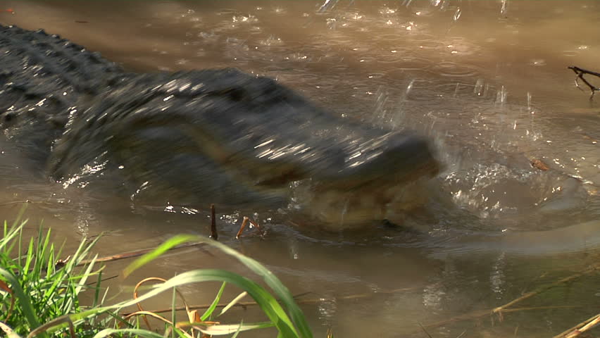 Alligator Eating Rabbit Stock Footage Video (100% Royalty-free) 2649305 ...