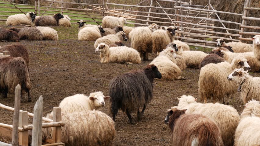 Veluwe Heath Sheep, Ram Mounting Ewe. For Centuries Sheep Have Grazed ...