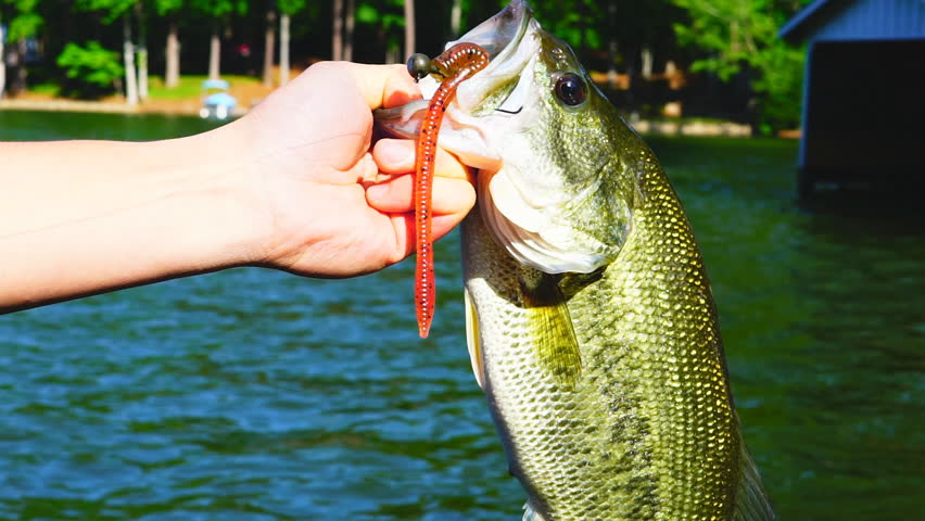 Stock Video Clip of Largemouth Bass (Micropterus salmoides) fishing ...