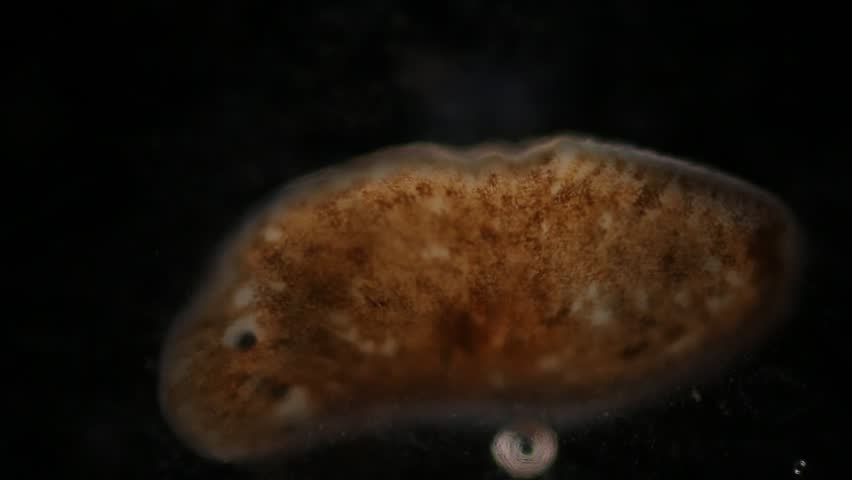 Stock video of planarian parasite (flatworm) under microscope view ...