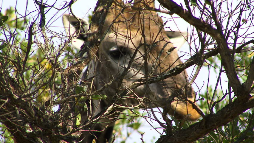 Stock video of giraffe hiding behind branches in south | 2667125 ...