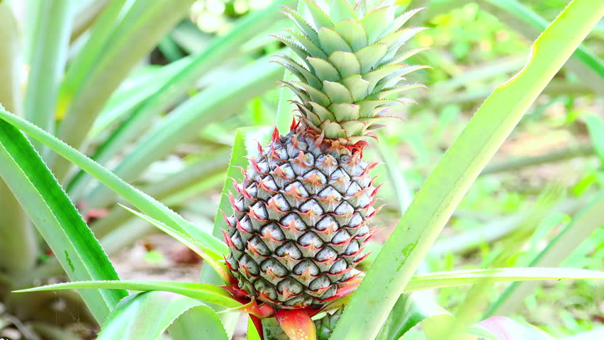 Close-up of Pineapple Growing On Stock Footage Video (100% Royalty-free ...