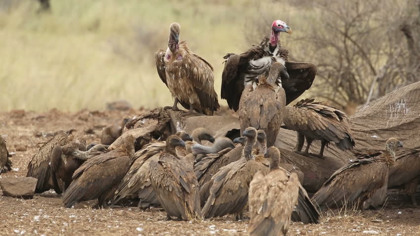 White-backed and Lappet-faced Vultures Scavenging Stock Footage Video ...