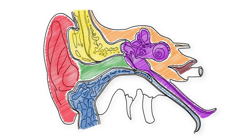 Human Ear Structure Animation Illustration Stock Footage Video (100% ...